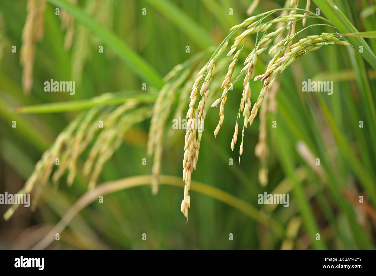 Paddy stalk hi-res stock photography and images - Alamy