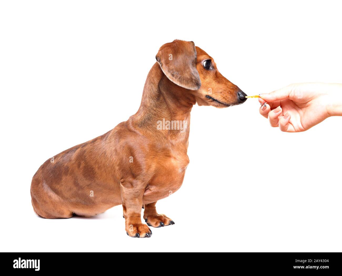 Cute look lovely dog Cut Out Stock Images & Pictures - Alamy
