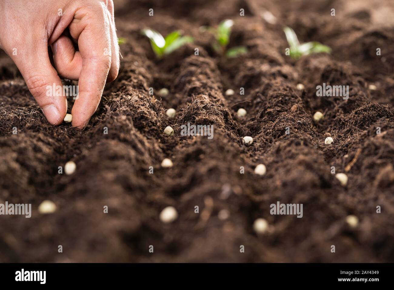 Farmer's Hand Planting Seeds In Soil In Rows Stock Photo - Alamy