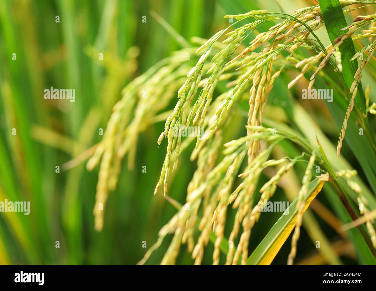 Paddy garden hi-res stock photography and images - Alamy
