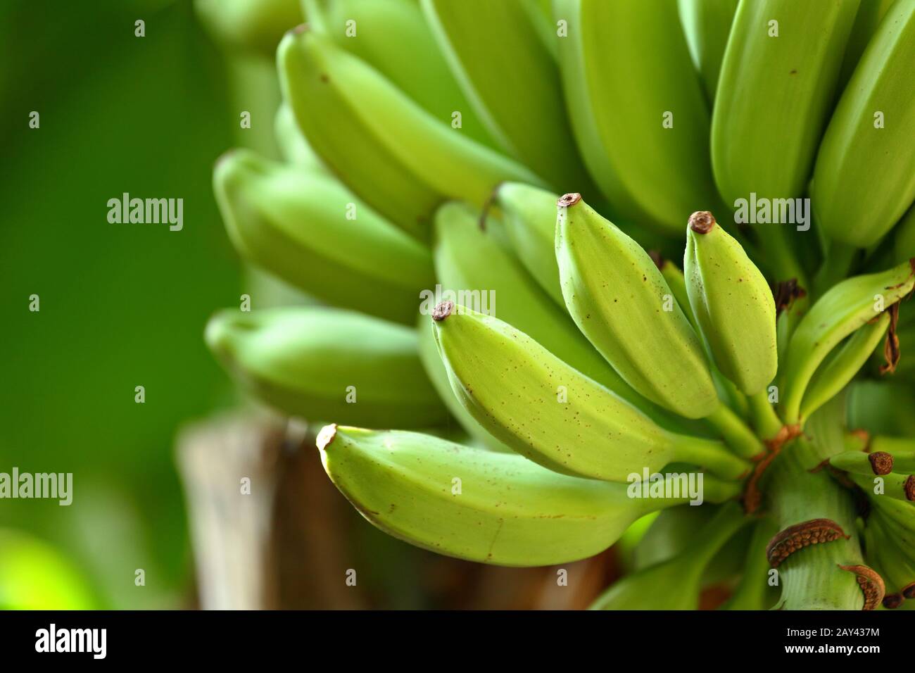 Small banana tree hi-res stock photography and images - Alamy