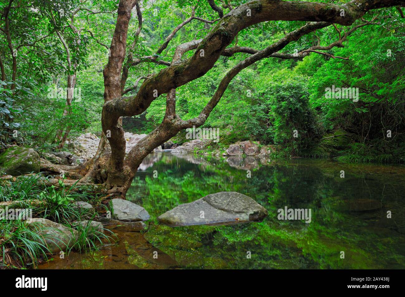 forest with water and tree Stock Photo - Alamy