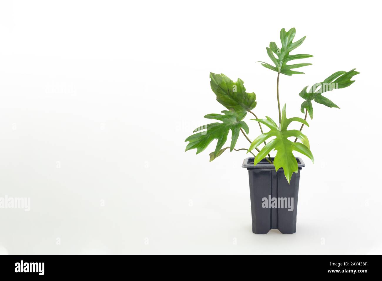 Adam's Rib Plant flowerpot vase isolated on white background Stock ...