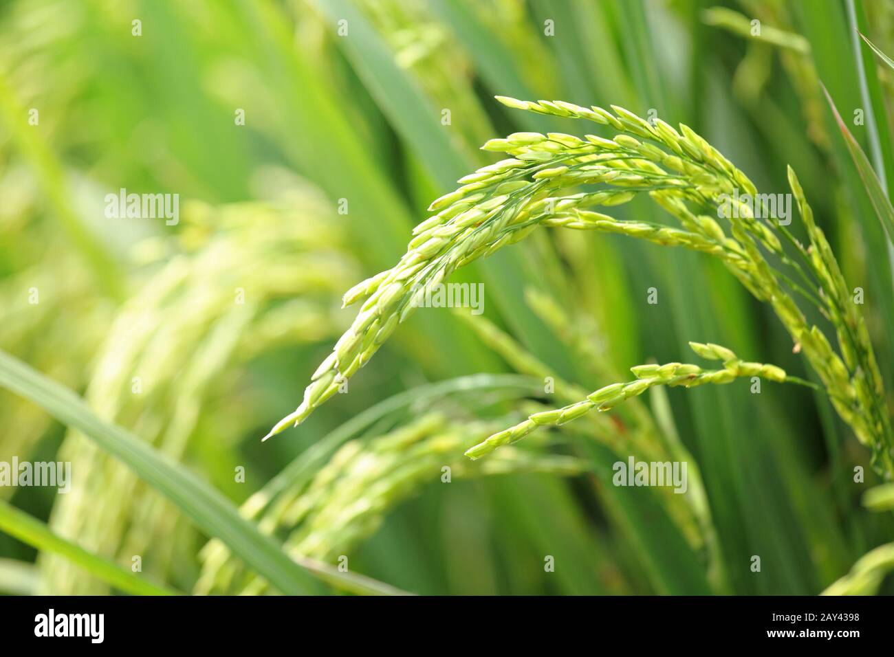 Rice plant growth hi-res stock photography and images - Alamy