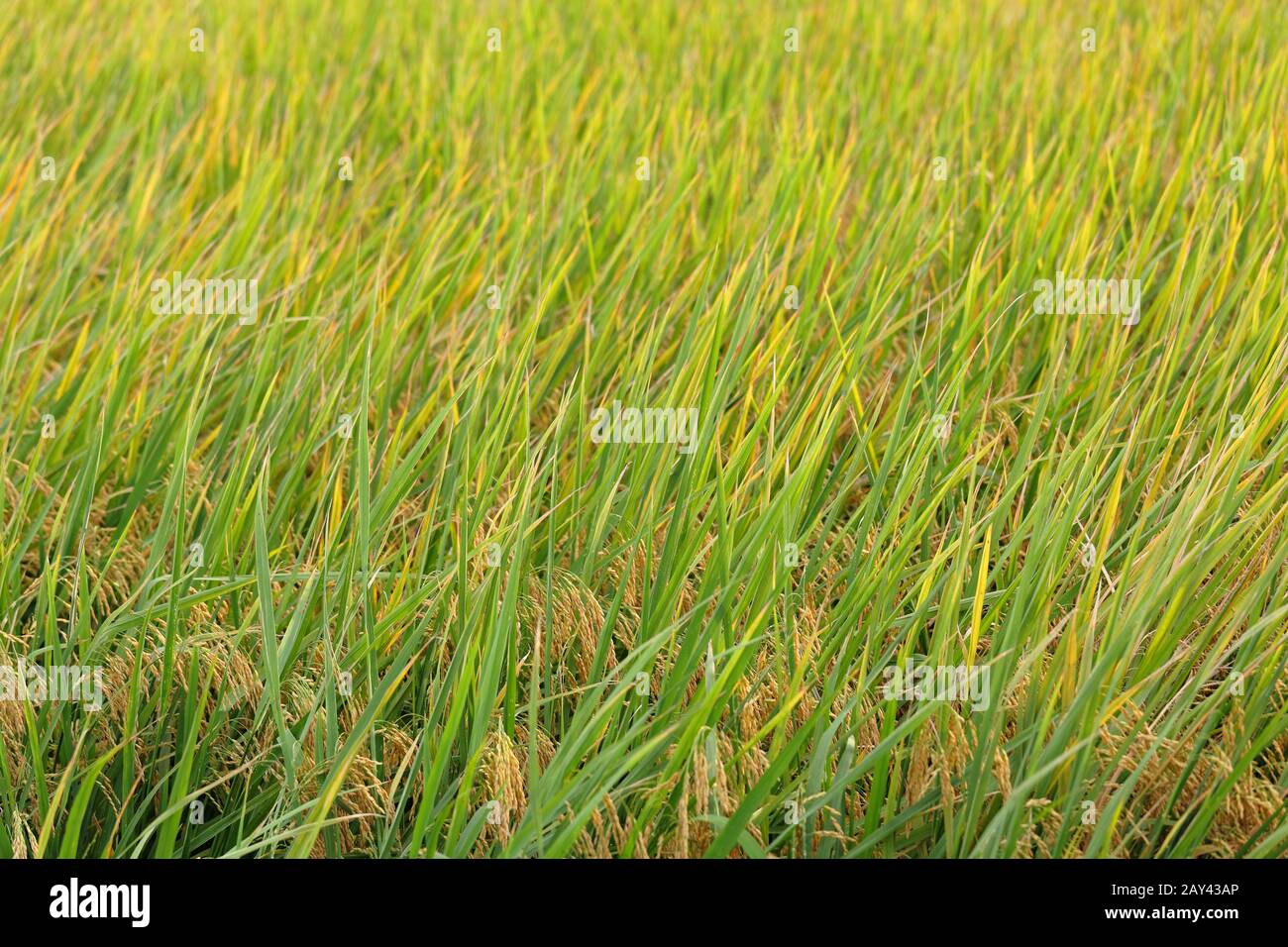 Rice paddy art hi-res stock photography and images - Alamy