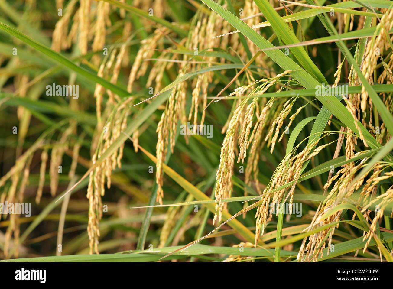Rice Paddy Flower High Resolution Stock Photography and Images - Alamy