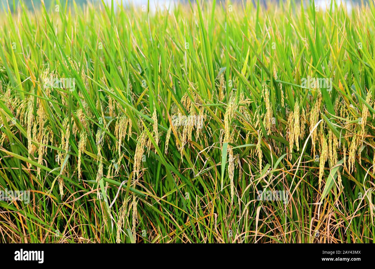 paddy rice field Stock Photo - Alamy