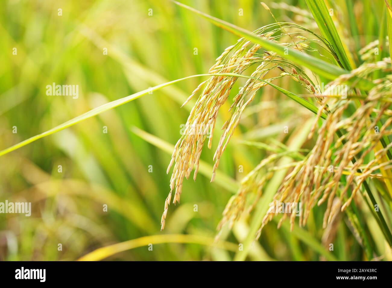 Paddy husk hi-res stock photography and images - Alamy