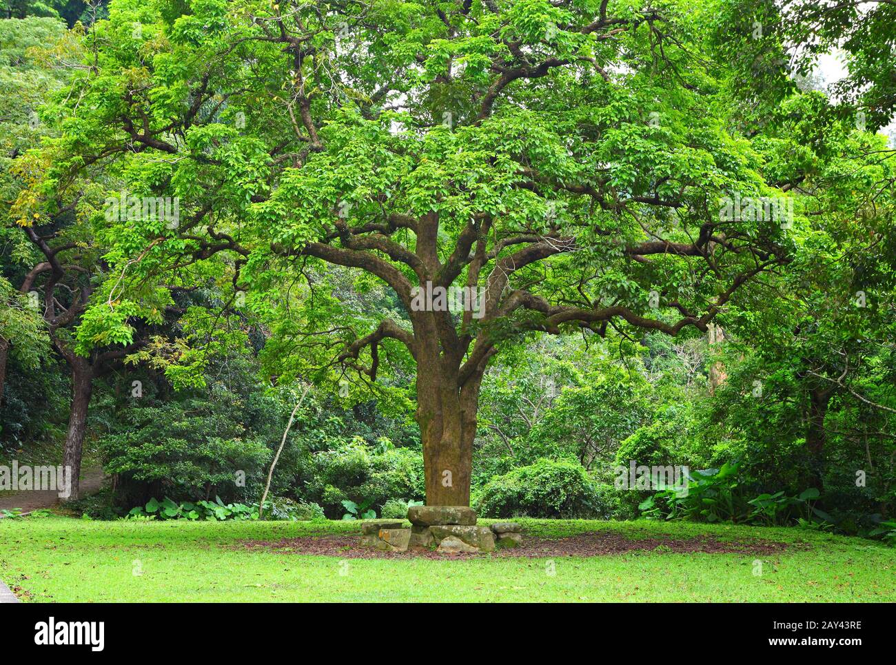 rest place and big tree Stock Photo - Alamy