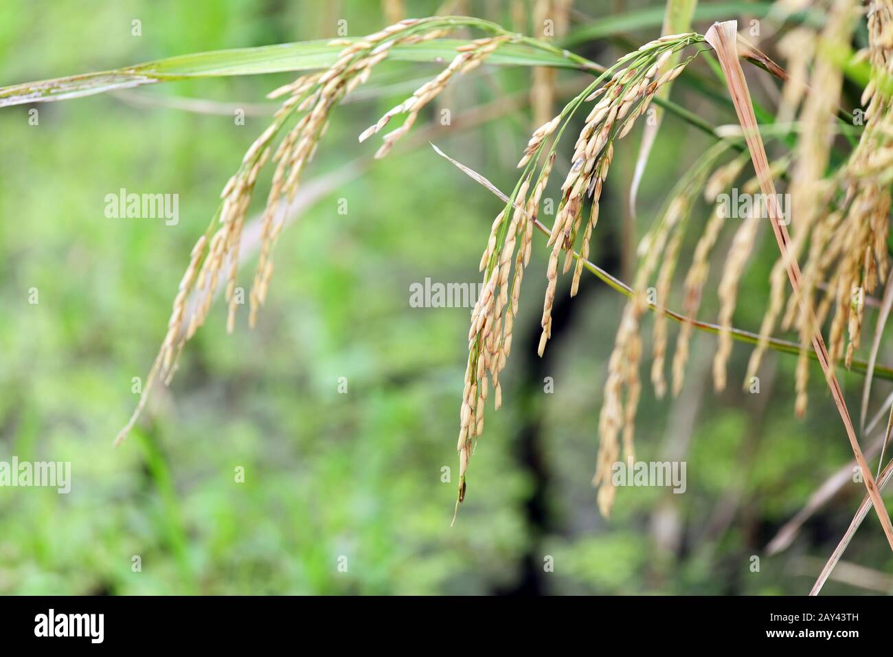 Paddy stalk hi-res stock photography and images - Alamy