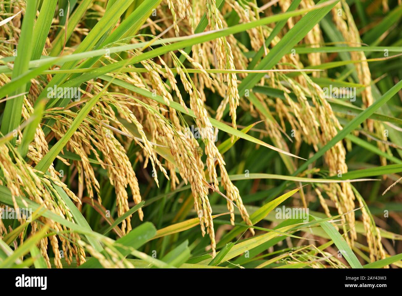 ripe paddy rice Stock Photo - Alamy