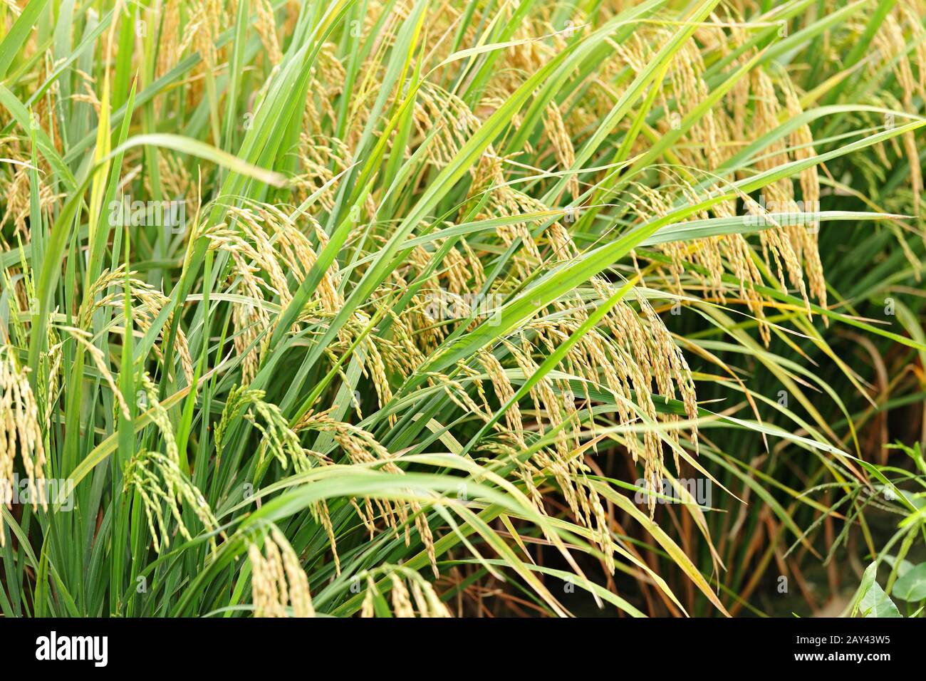 Rice paddy art hi-res stock photography and images - Alamy