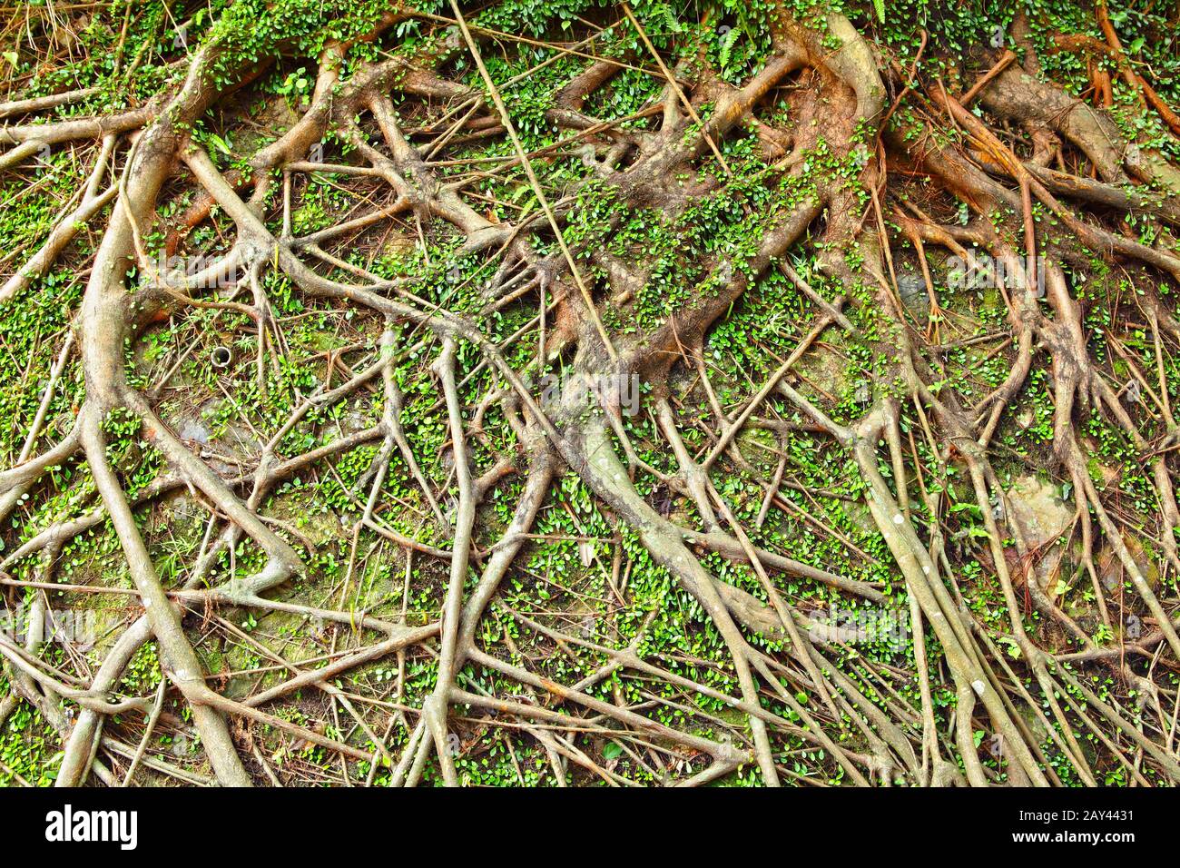 Tree roots hole hi-res stock photography and images - Alamy