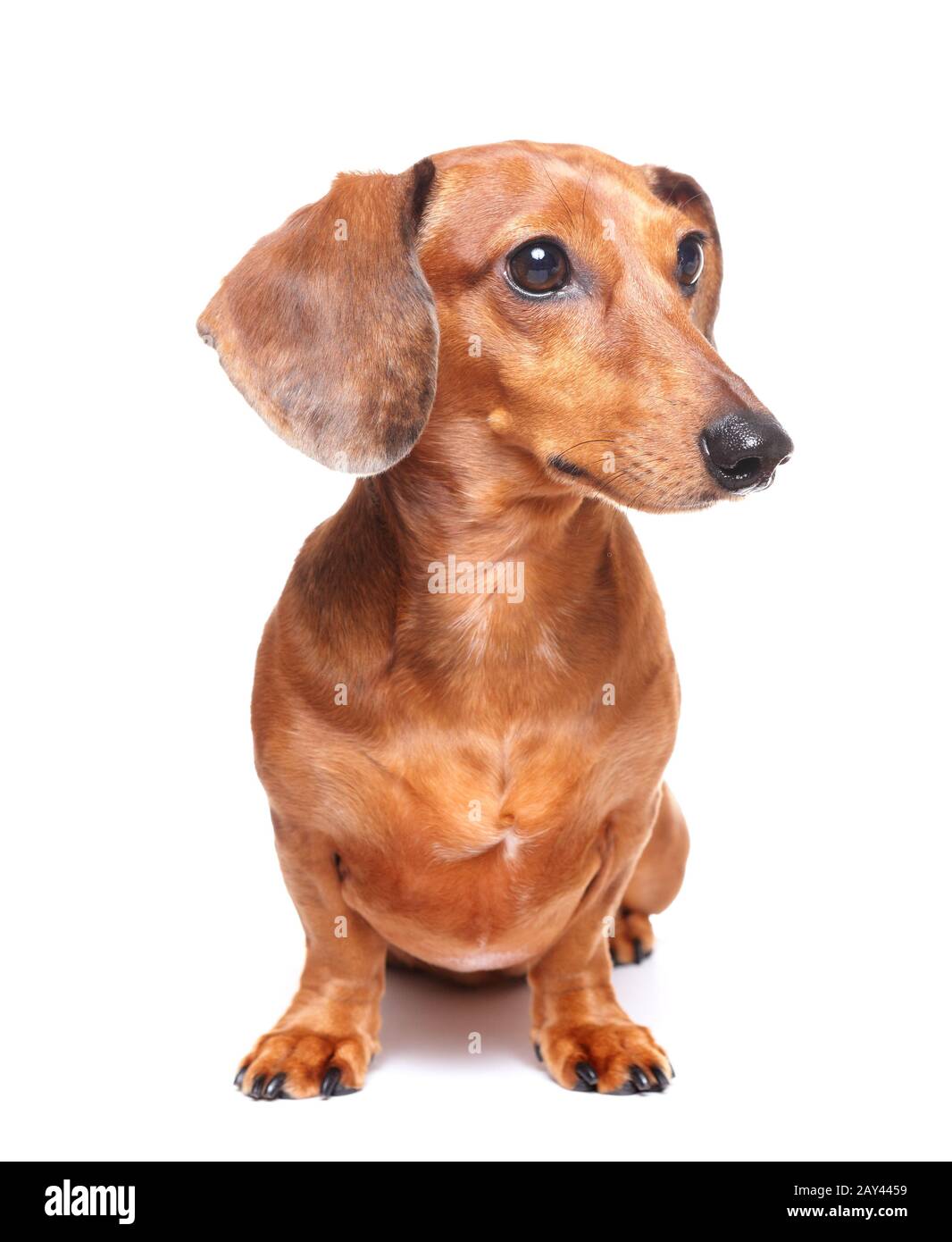 Standard long haired dachshund hi-res stock photography and images - Alamy