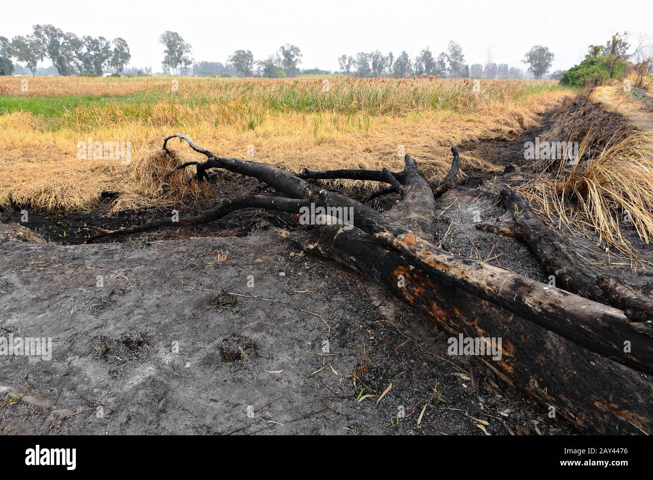 forest after fire burn Stock Photo - Alamy