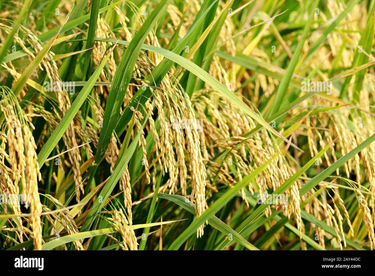 Rice plant growth hi-res stock photography and images - Alamy