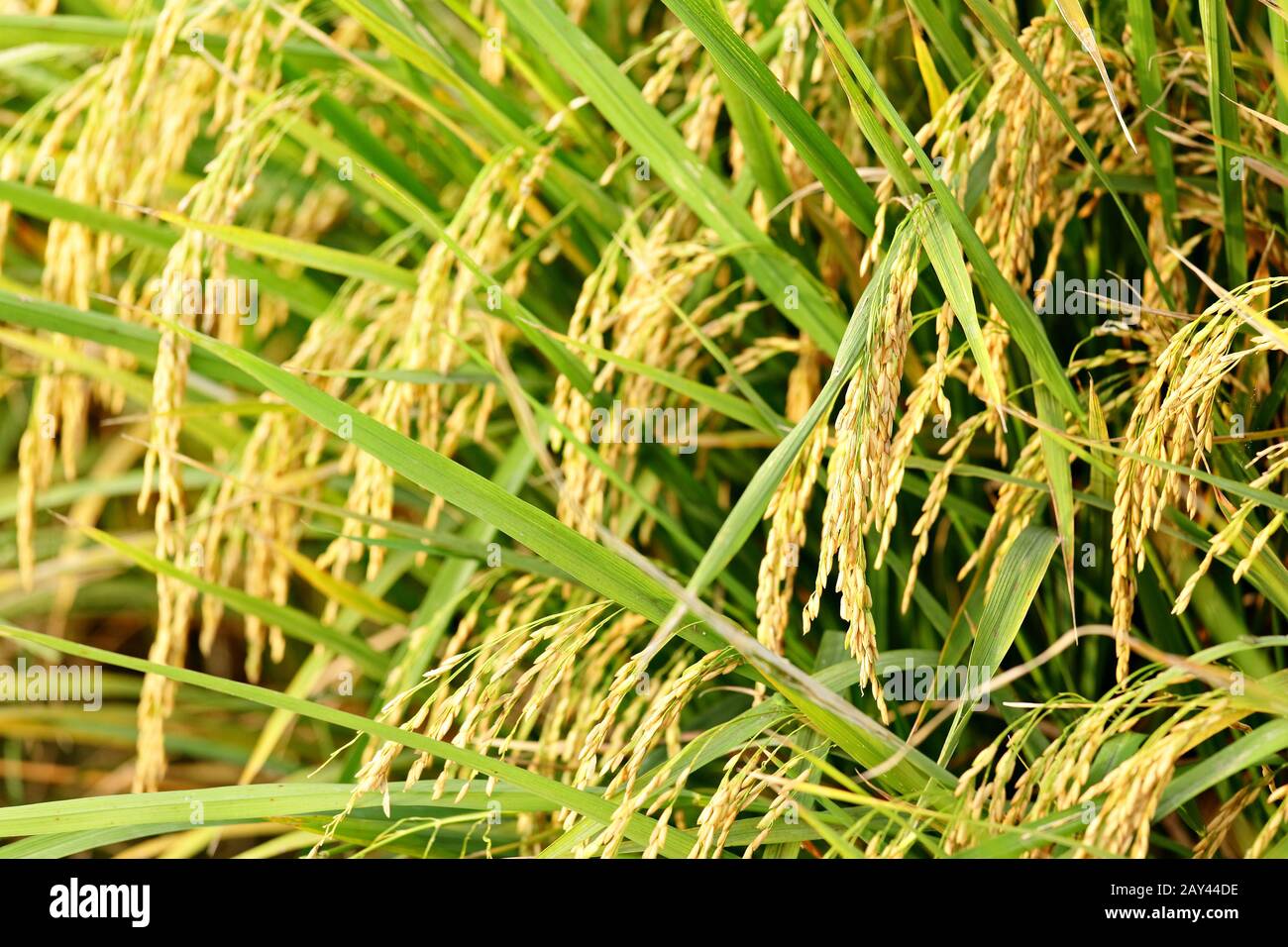 Wet rice leaf hi-res stock photography and images - Alamy