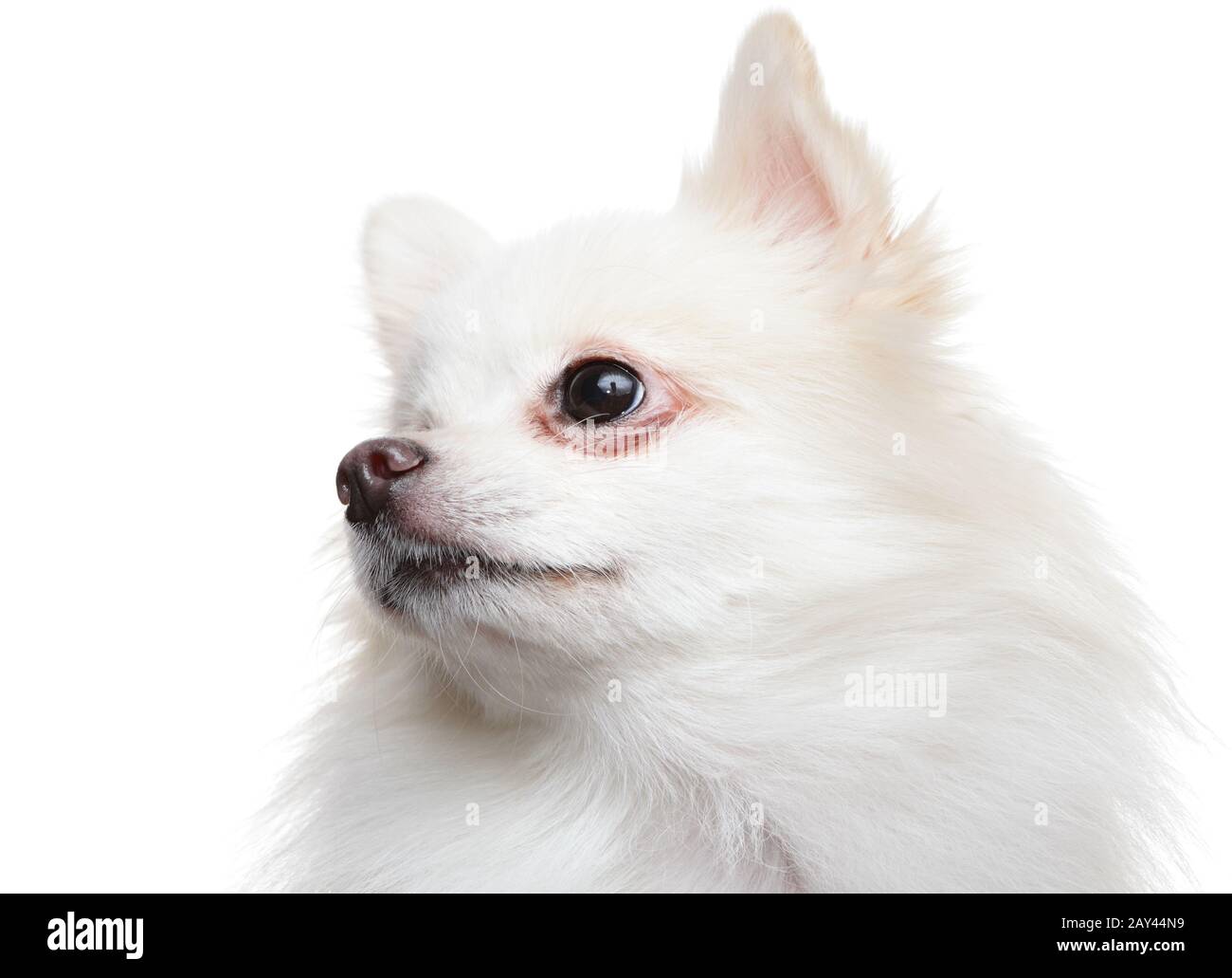 white pomeranian spitz dog Stock Photo - Alamy