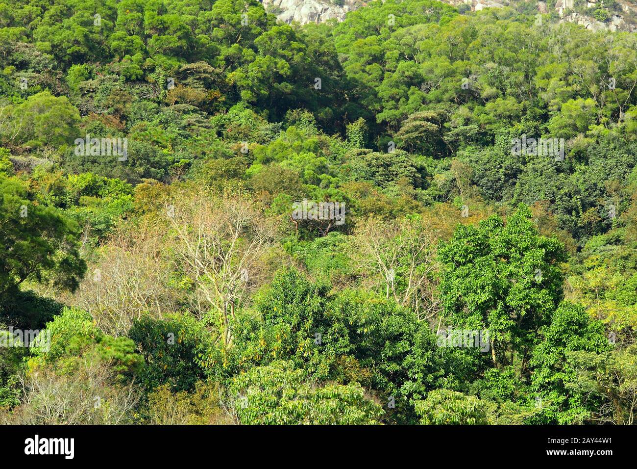 Top view dense forest thick hi-res stock photography and images - Alamy