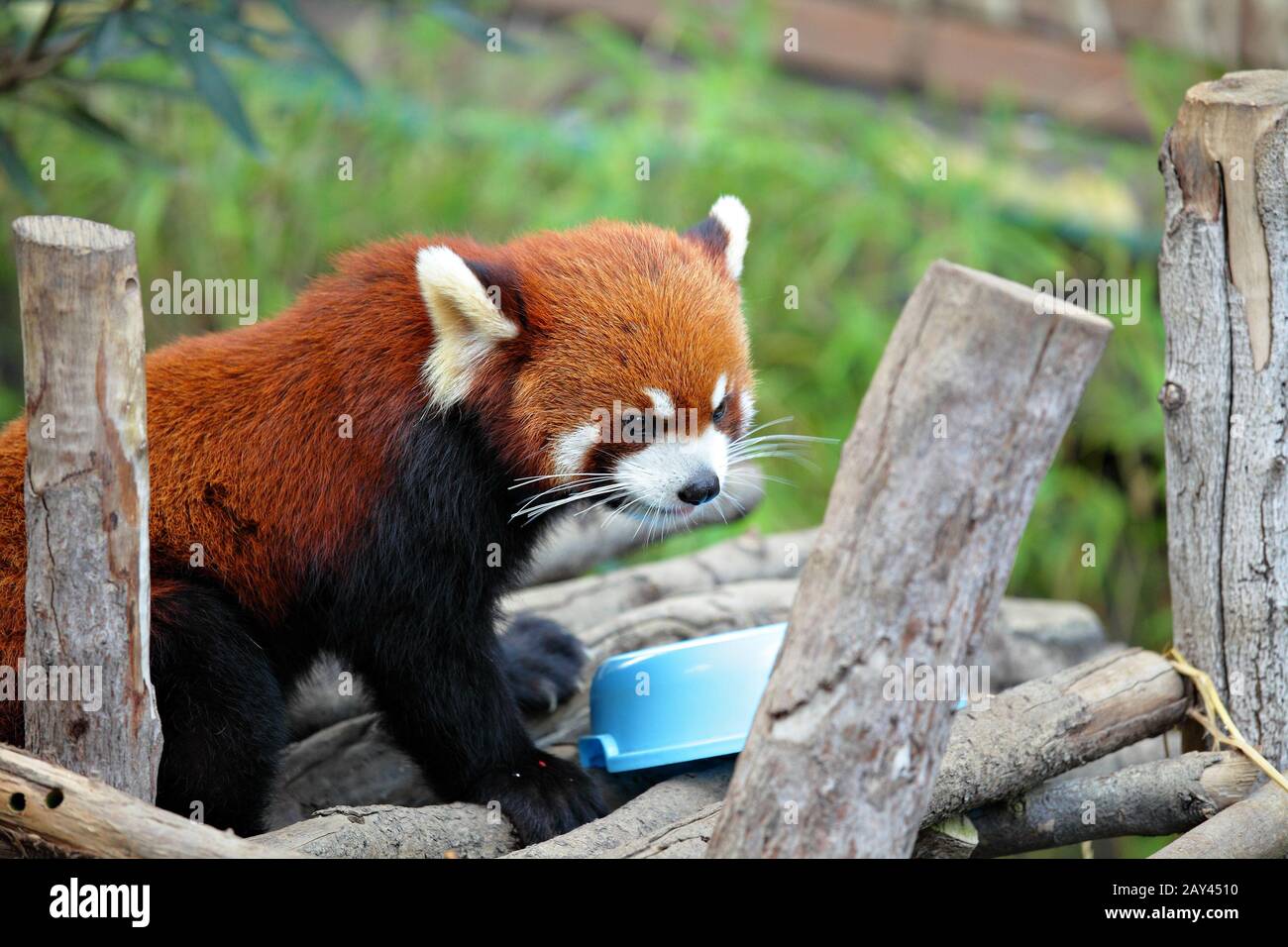 Lazy red panda hi-res stock photography and images - Alamy