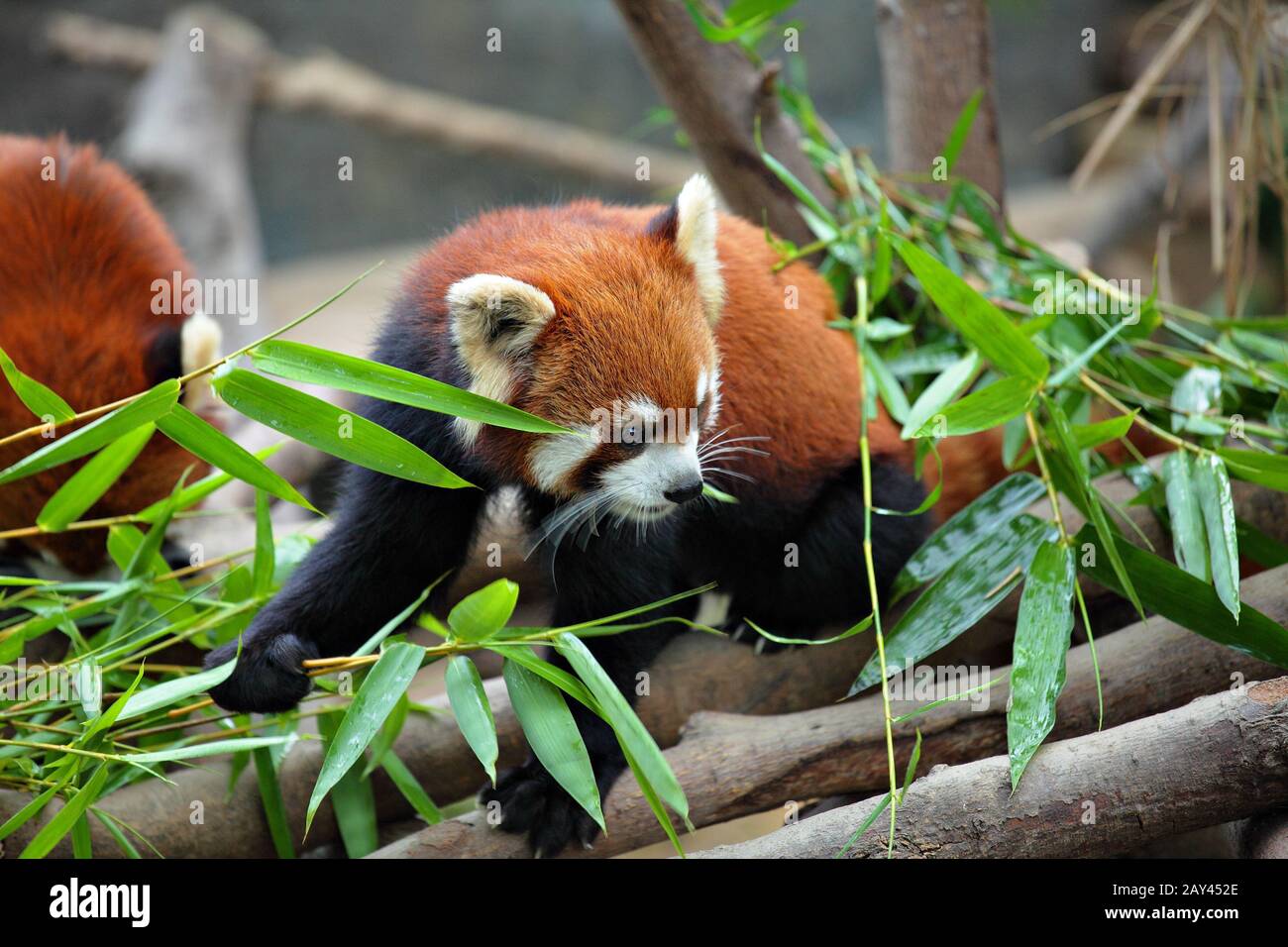 Nepalese red panda hi-res stock photography and images - Alamy