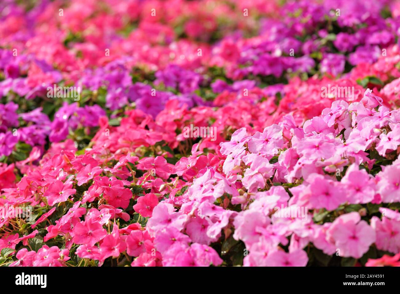 Flower peta hi-res stock photography and images - Alamy