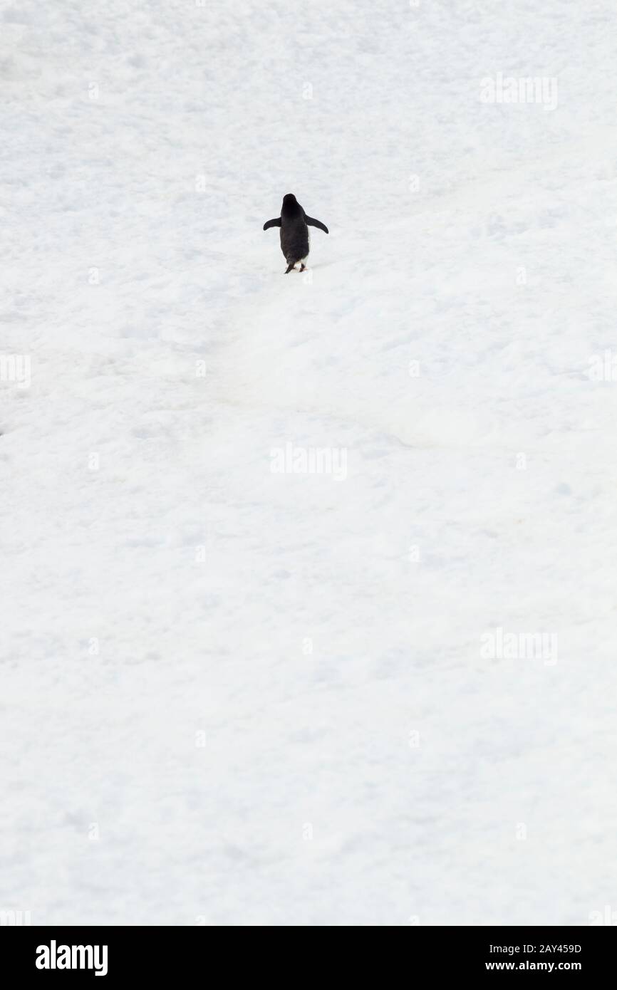 Penguin Highway Stock Photos & Penguin Highway Stock Images - Alamy