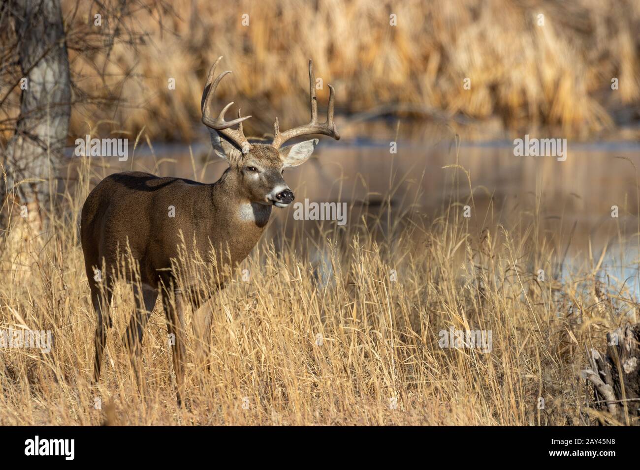 Buck Whitetail Deer in Colorado During the Fall Rut Stock Photo - Alamy