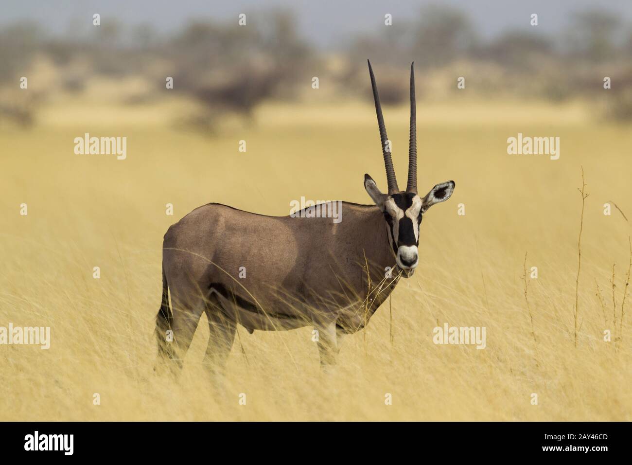 Ethiopia Beisa Oryx High Resolution Stock Photography and Images - Alamy