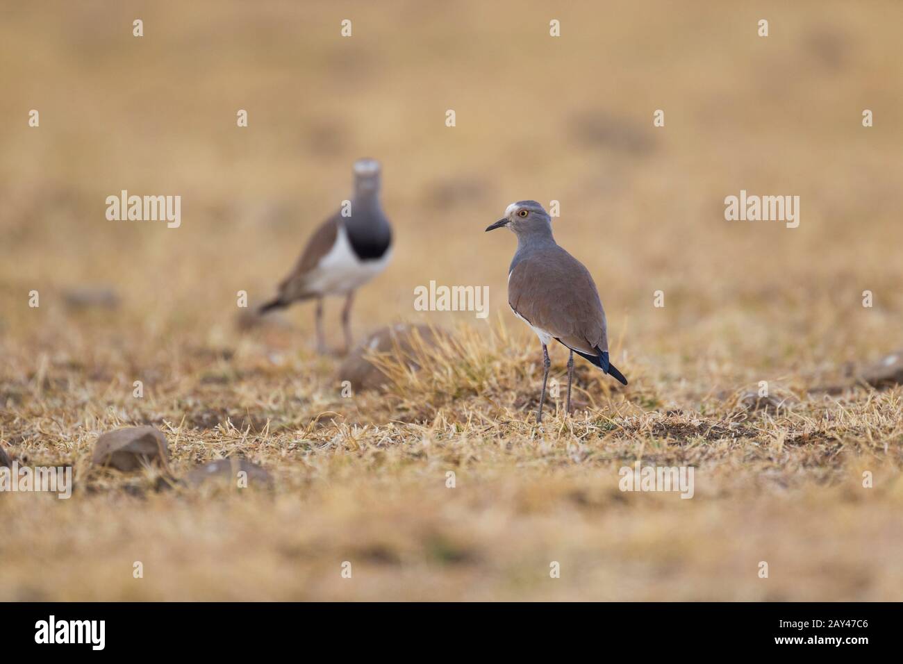 Black winged lapwing hi-res stock photography and images - Alamy