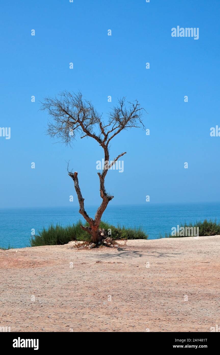 tree at the beach Stock Photo - Alamy