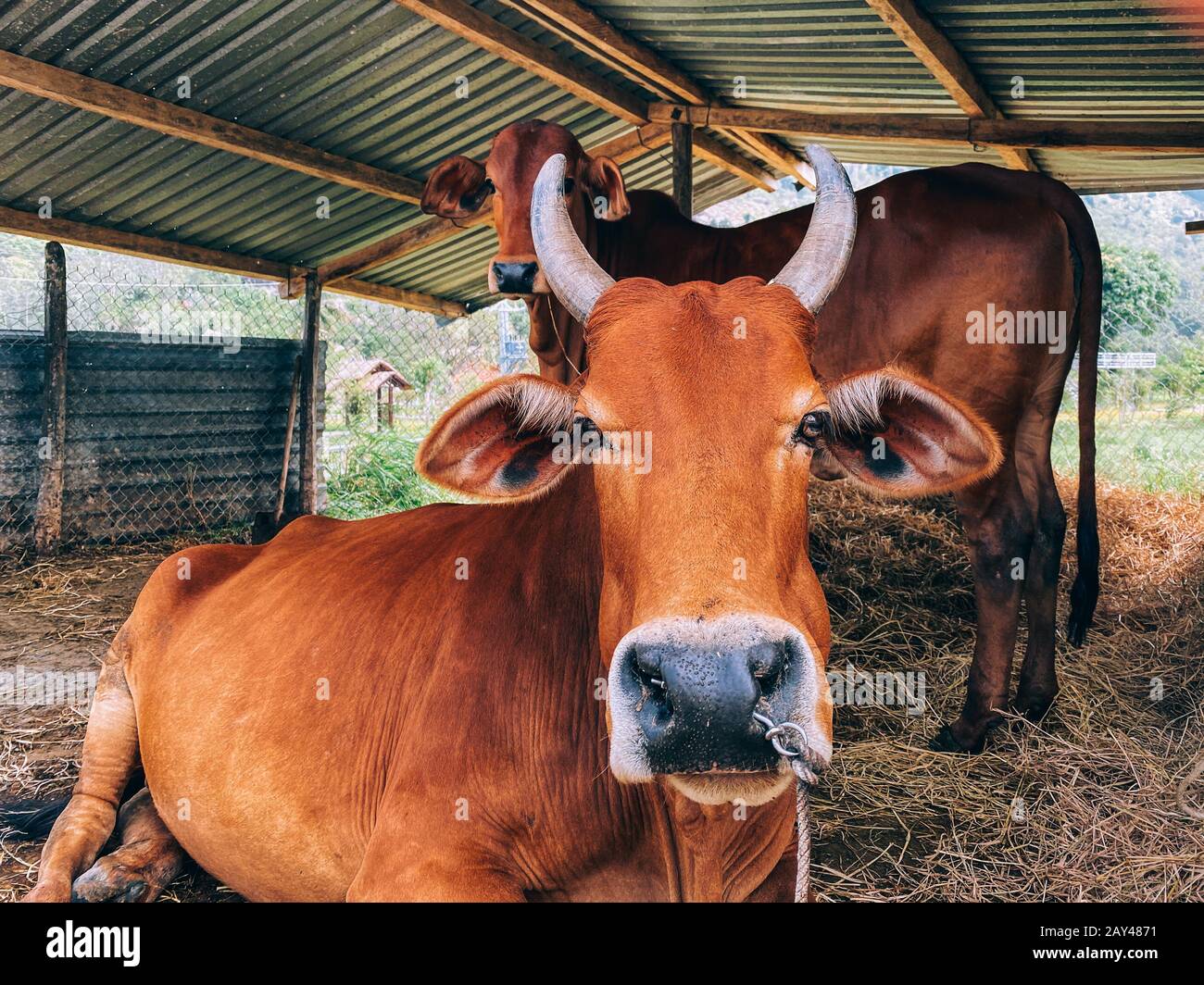 Cow close-up, red-brown cow lies in the corral. Two cows under the roof ...