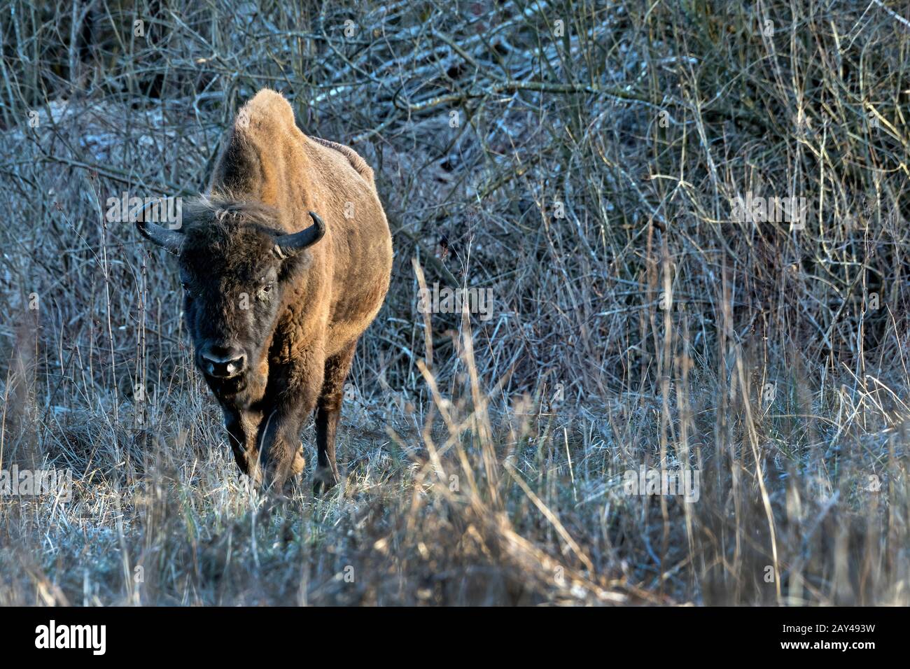 European Bison (Bison bonasus). Bialowieza, Poland Stock Photo - Alamy