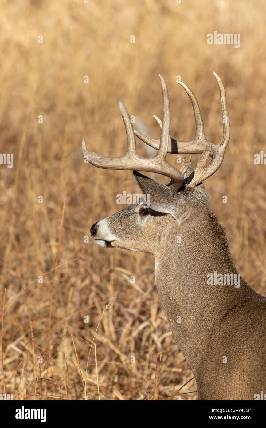 Buck Whitetail Deer in Colorado During the Fall Rut Stock Photo - Alamy