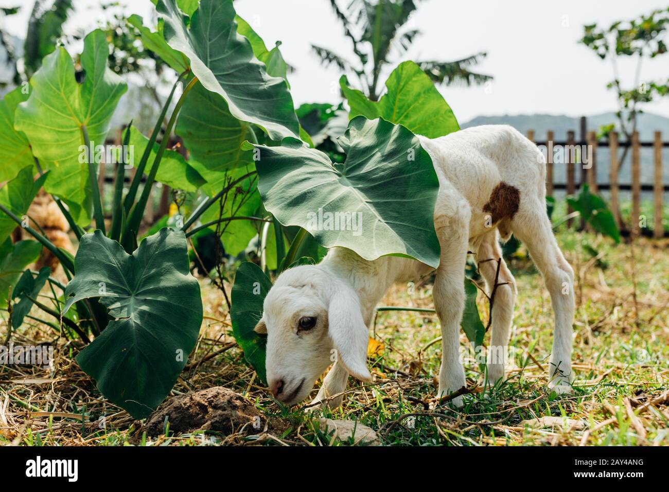 Sheep, sheep farm in the mountain, Beautiful countryside farm village ...