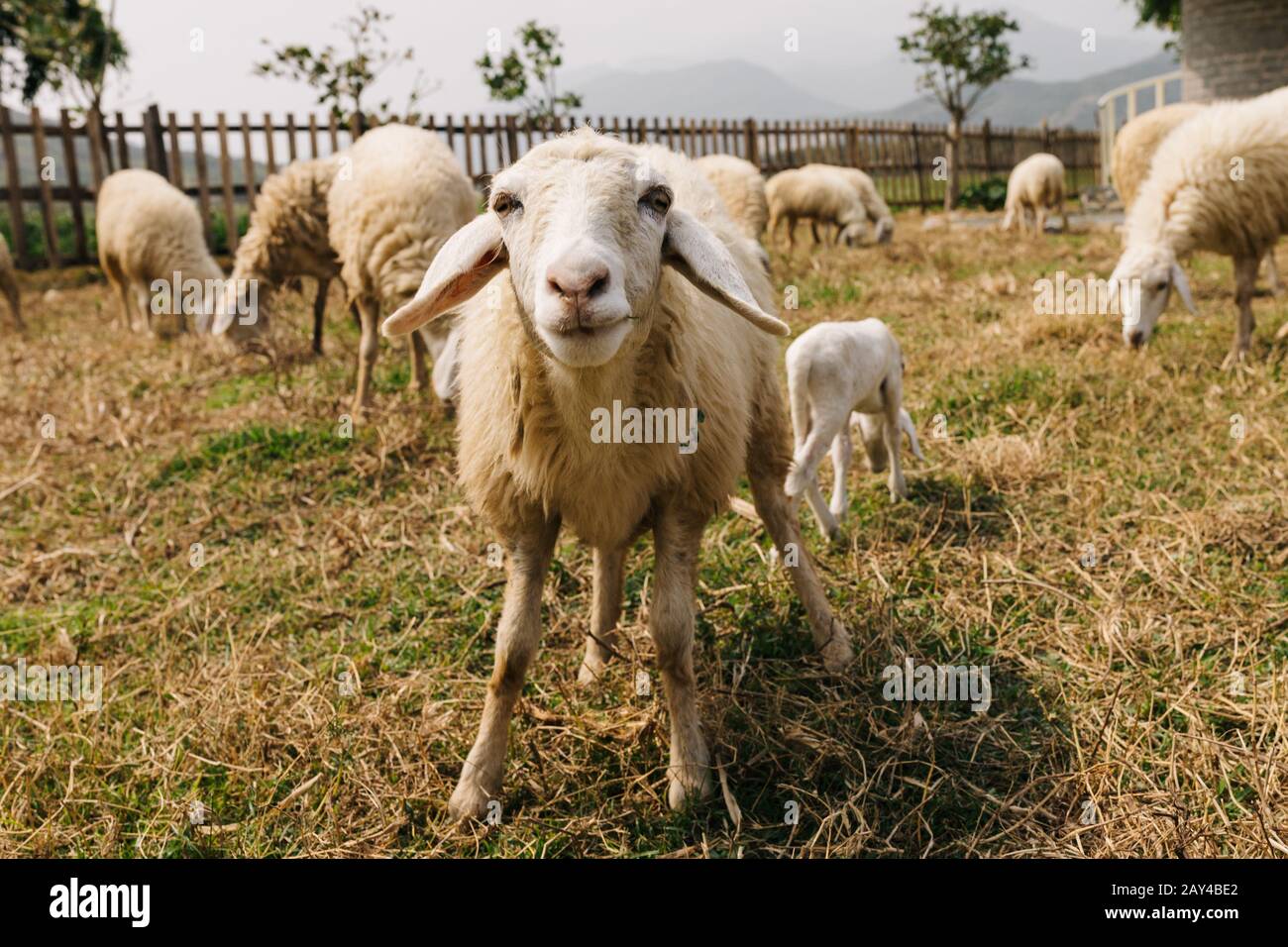 Sheep, sheep farm in the mountain, Beautiful countryside farm village ...