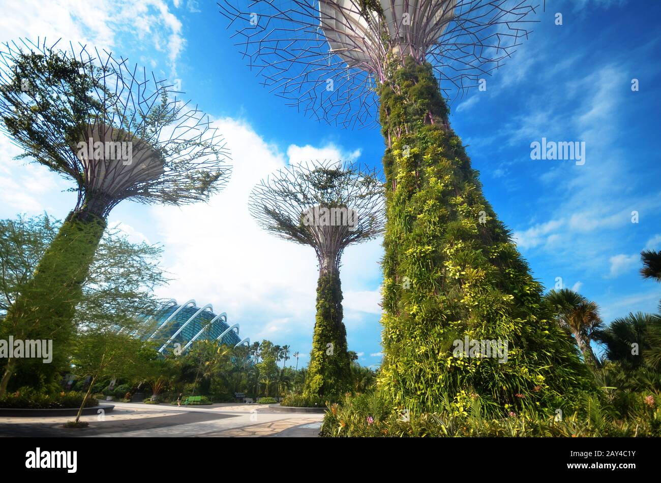 Super tree hi-res stock photography and images - Alamy