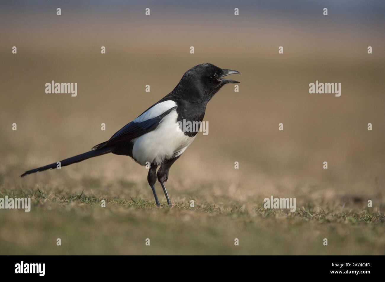 Magpie (Pica pica), portrait, Hortobágy National Park Stock Photo - Alamy