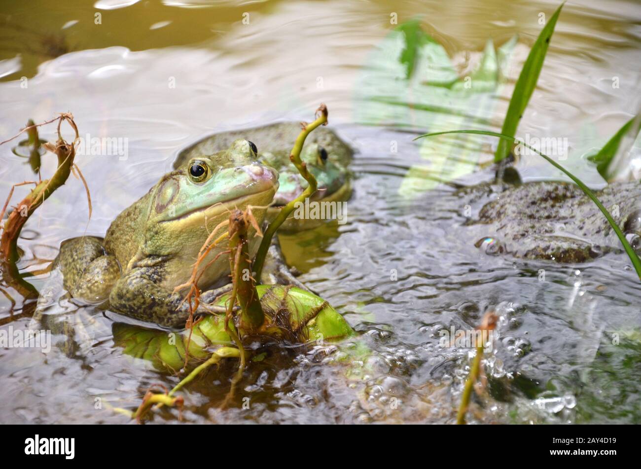 Bull Frogs At A Frog Farm Stock Photo - Alamy