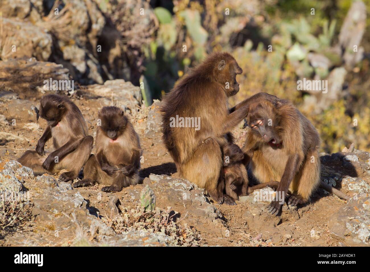 Female with young theropithecus gelada hi-res stock photography and ...