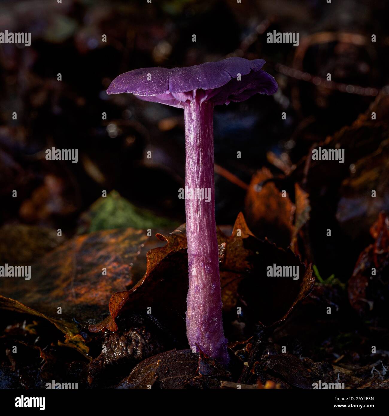 Close-up photograph of an Amethyst Deceiver fungi growing in woodland ...