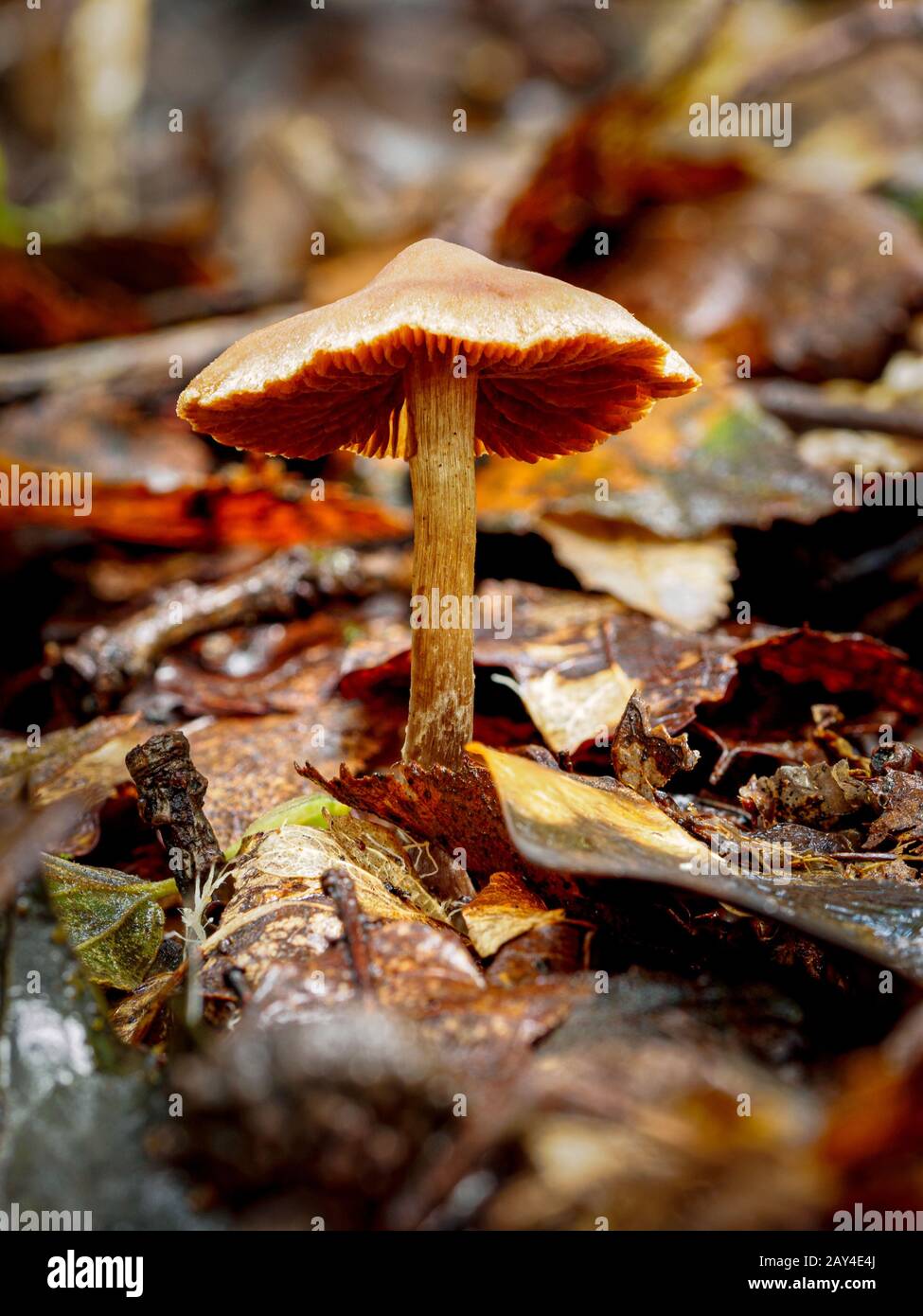 Close-up photograph of wild fungi growing in woodland Stock Photo - Alamy