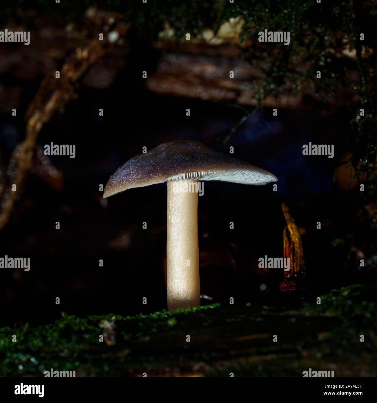 Mushrooms detail hi-res stock photography and images - Alamy