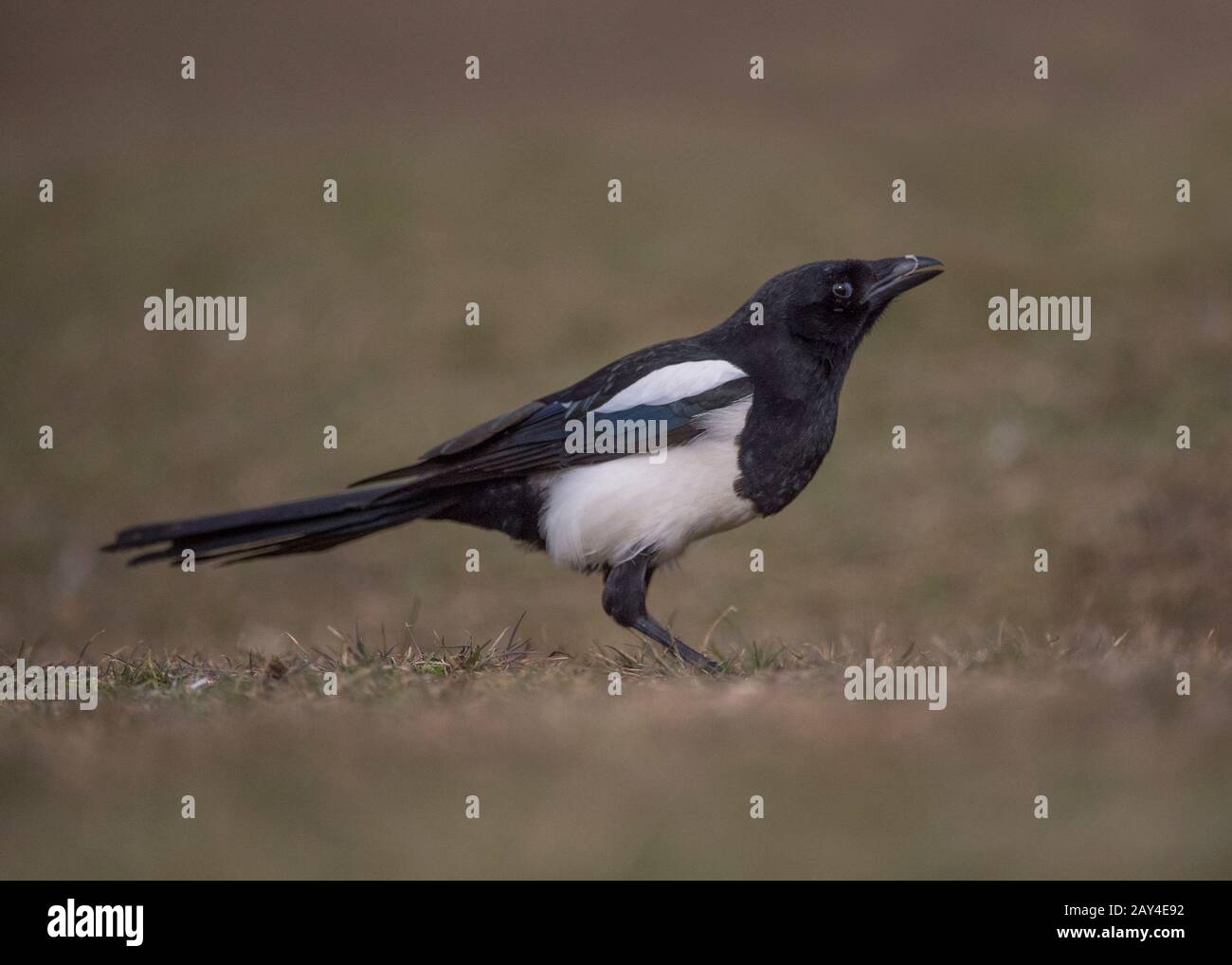 Magpie (Pica pica), portrait, Hortobágy National Park Stock Photo - Alamy