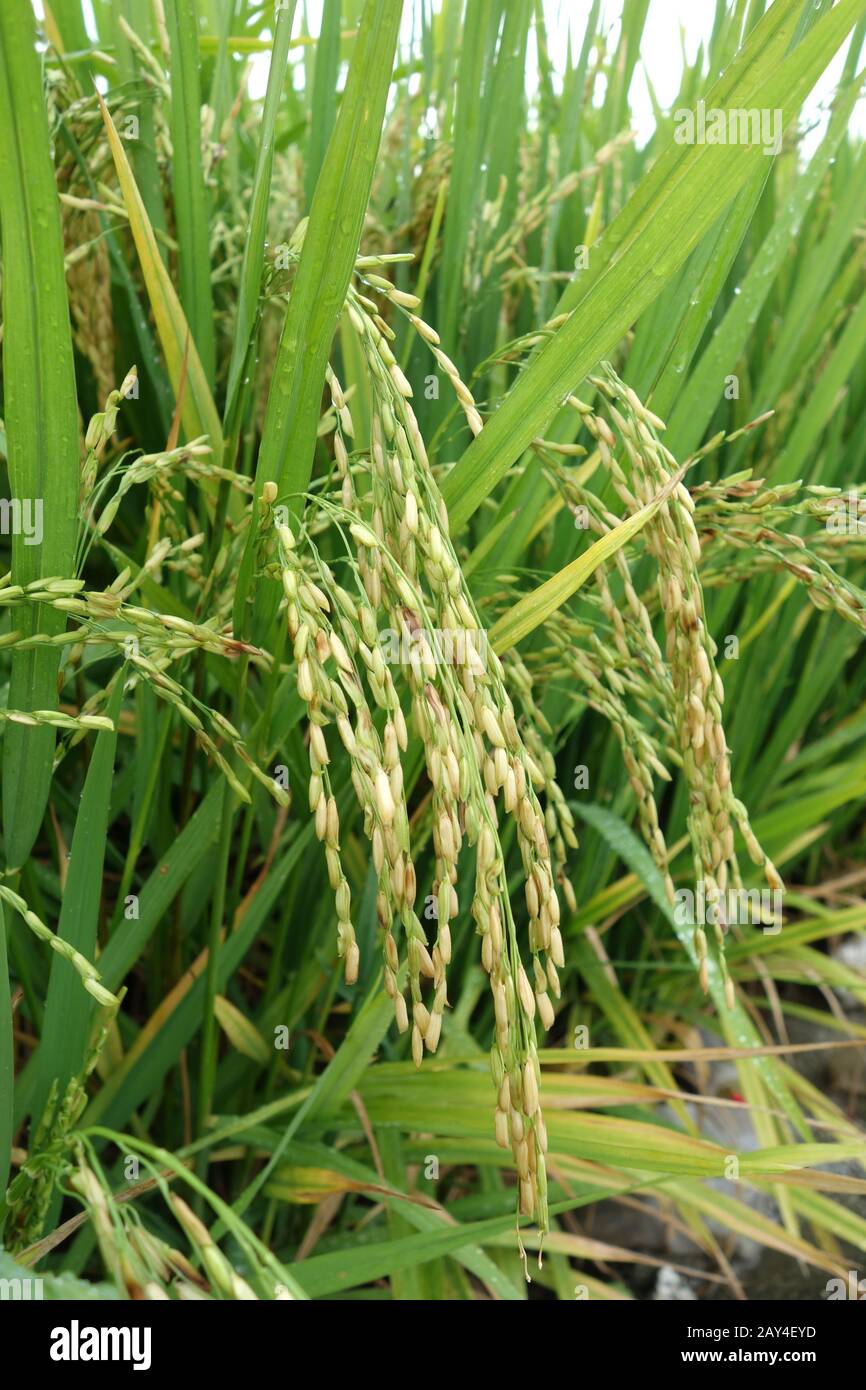 The ripe paddy field is ready for harvest Stock Photo - Alamy