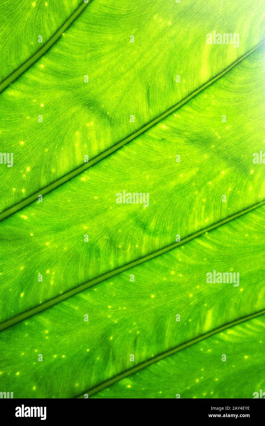 Leave texture hi-res stock photography and images - Alamy