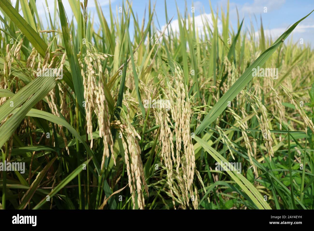 Ripe rice grains in Asia before harvest Stock Photo - Alamy