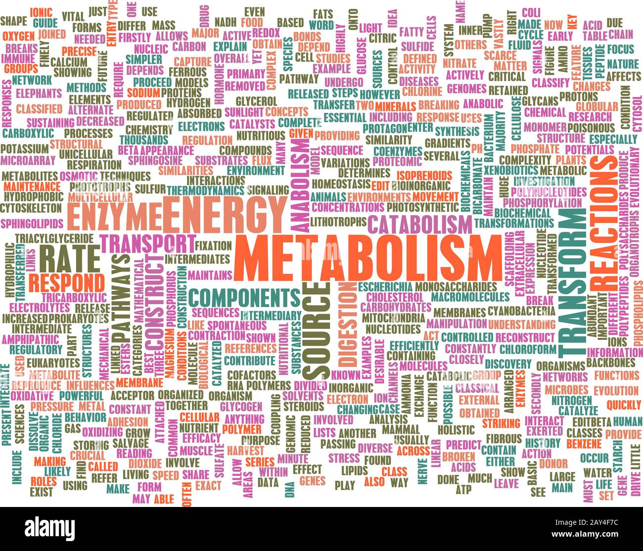 Metabolism Cut Out Stock Images & Pictures - Alamy