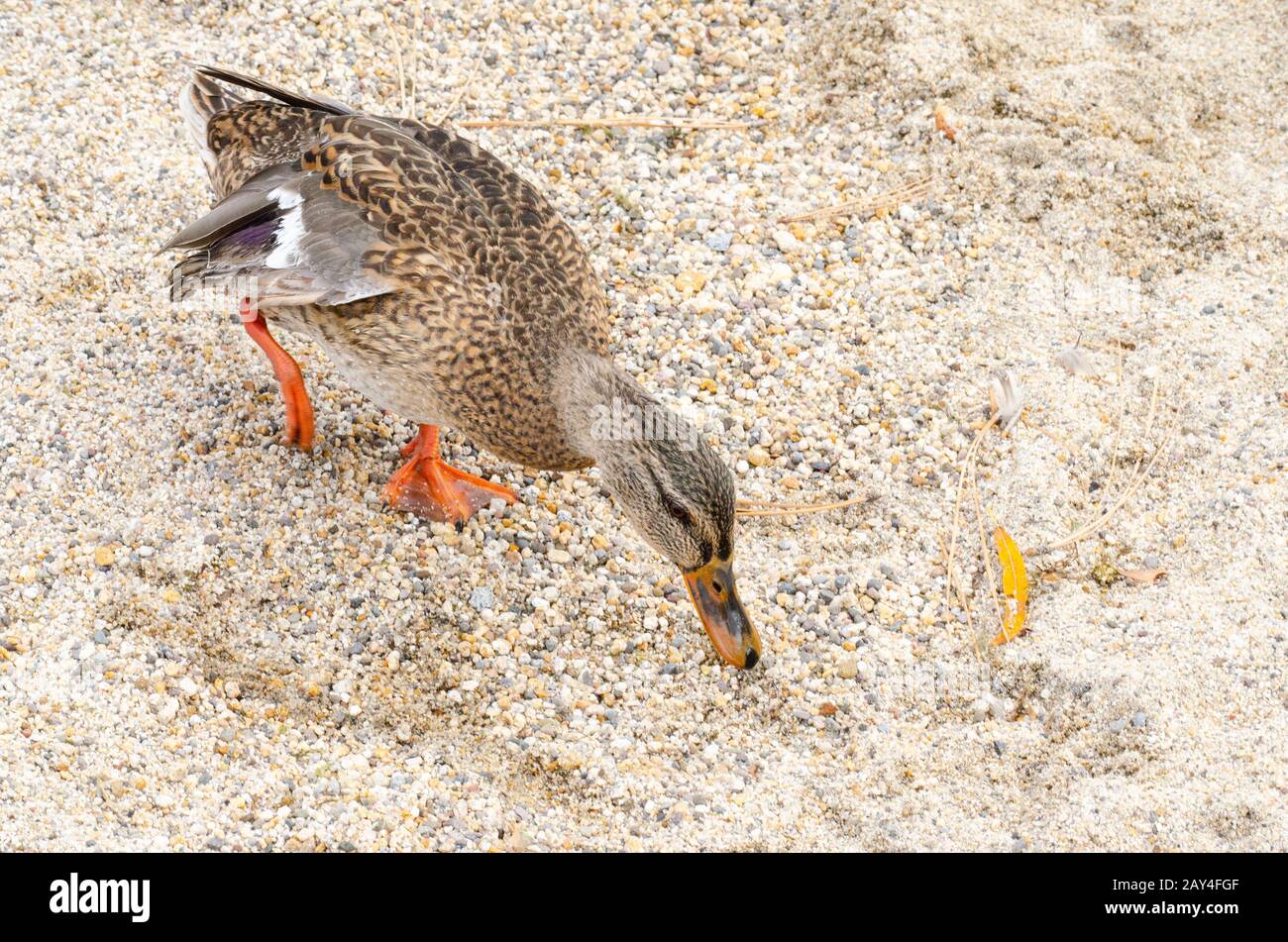 A cute duck waddling down Lake Tahoe's a beautiful golden beach Stock Photo - Alamy