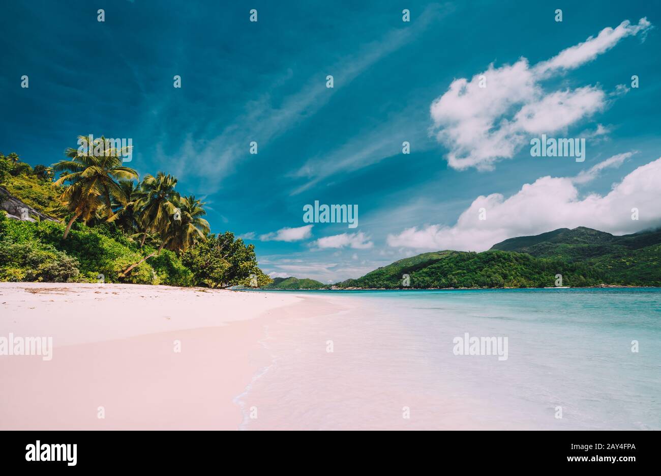 Empty tropical secluded sandy beach with coconut palm trees against a ...